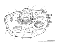 Printable Animal Cell Diagram Labeled Unlabeled And Blank Printable Animal Cell Diagram Labeled Unlabeled And Blank