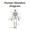 Human-Skeleton-Thumb - Tim's Printables