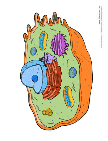 animal-cell-diagram-worksheet-350 - Tim's Printables