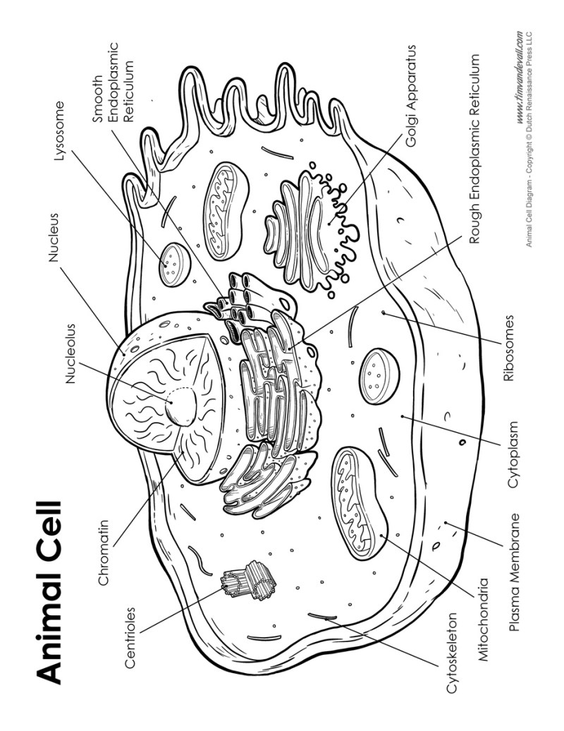 animal-cell-labeled - Tim's Printables