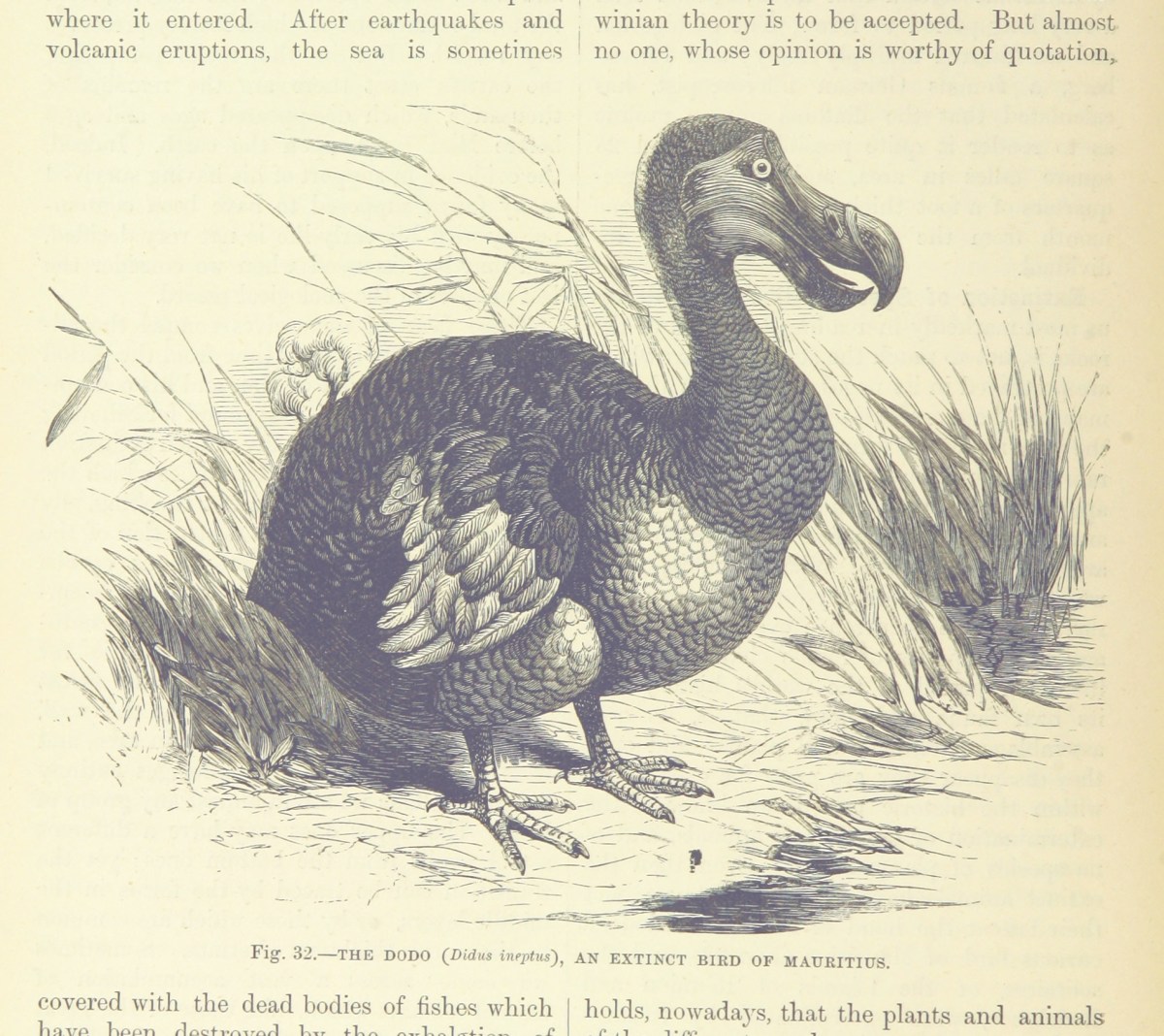 dodo-bird-drawing-robert-brown-1893 - Tim's Printables
