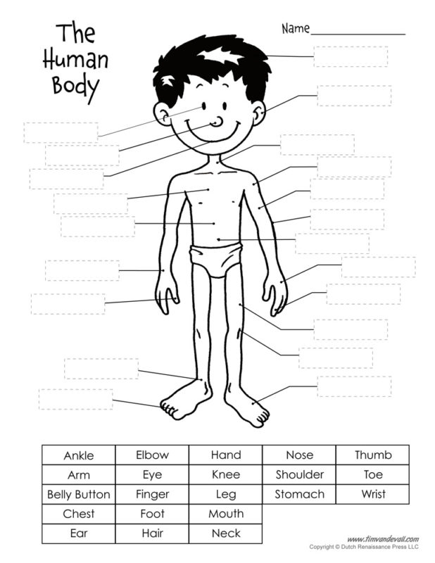 human-body-cut-and-paste-printable - Tim's Printables