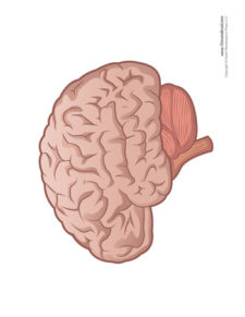 Brain Diagram - Blank - Tim's Printables