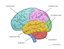 Human Brain Diagram - Labeled, Unlabled, and Blank