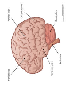 Brain Diagram - Labeled - Tim's Printables