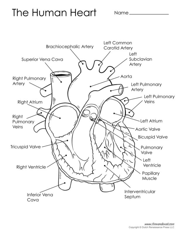 human-heart-diagram-black-and-white - Tim's Printables