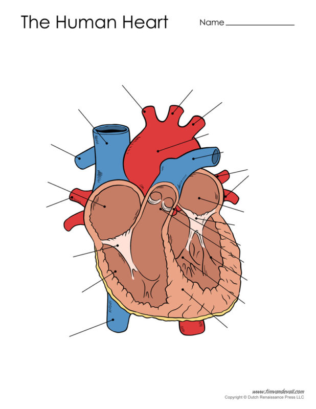 human-heart-diagram-unlabeled - Tim's Printables