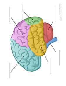 Parts of the Human Brain - Tim's Printables