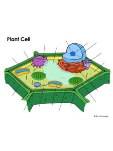 Plant Cell Diagram Packet - Tim's Printables