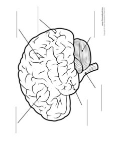 Brain Diagram - Unlabeled - BW - Tim's Printables
